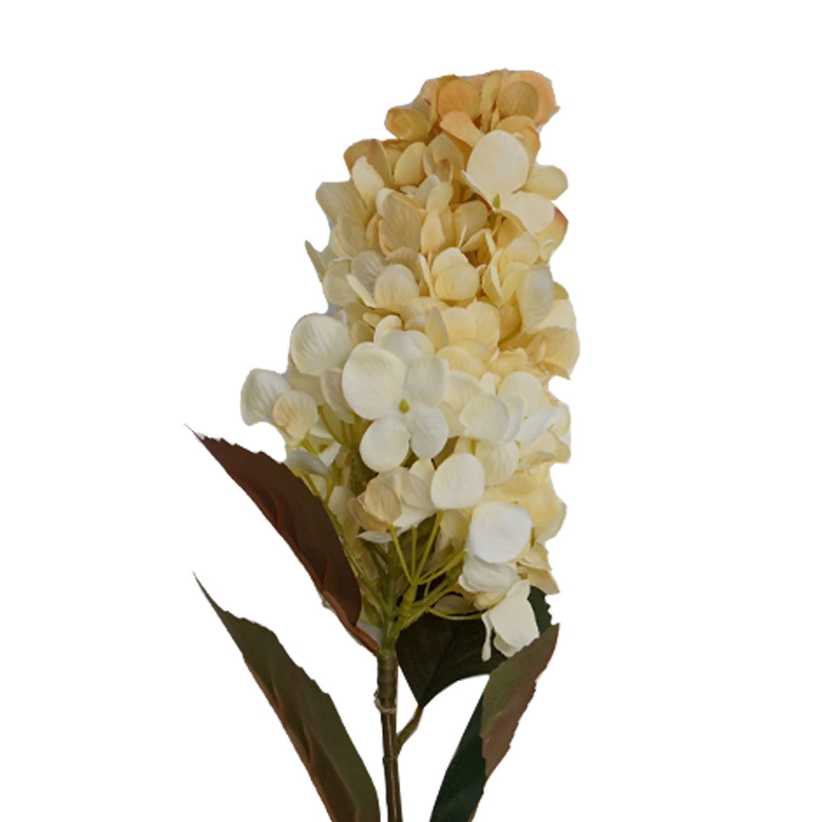 Hydrangea Cream Flower